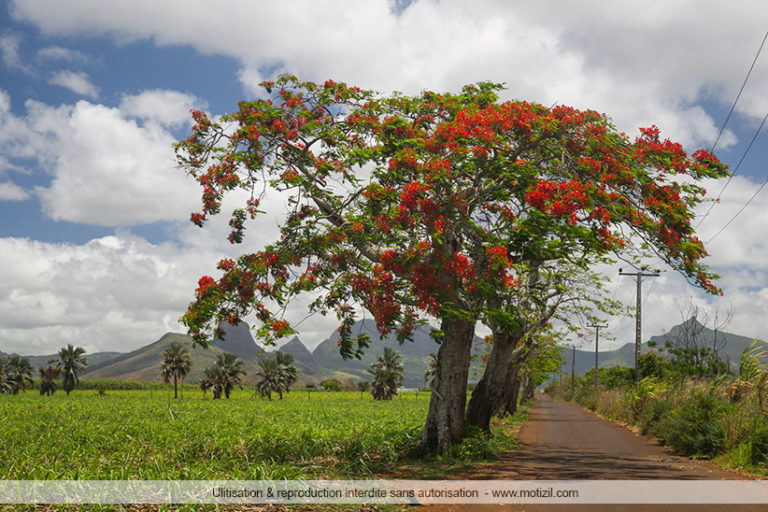 Voir les flamboyants en fleurs | Motizil